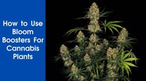 Learn How to Use Bloom Booster on Your Flowering Weed Plants