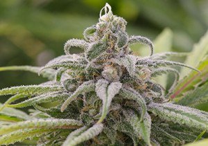 The 10 Best Landrace Strains To Buy Online