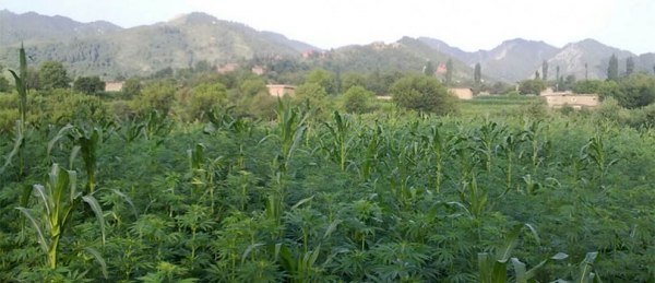 Buying Marijuana Seeds in Pakistan