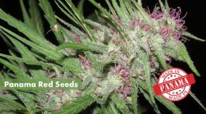 Where's Best to Buy Panama Red Seeds Online | Seed-Finder