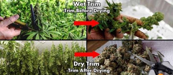 Wet or Dry Trim? Which is the Best for Trimming Marijuana Buds